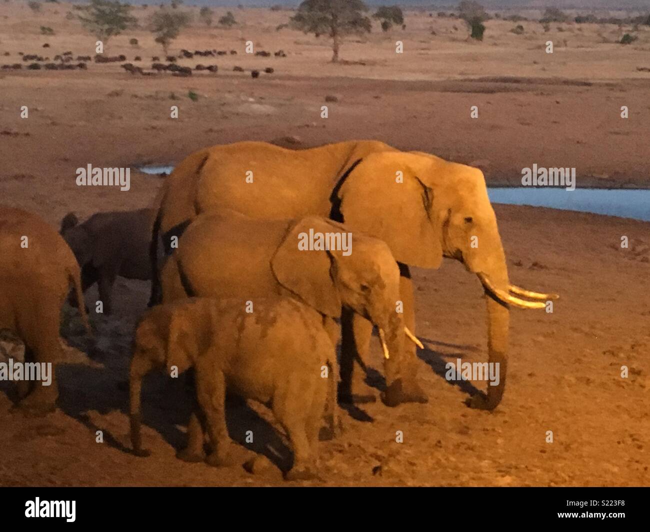 Elephant family Kenya safari Stock Photo - Alamy