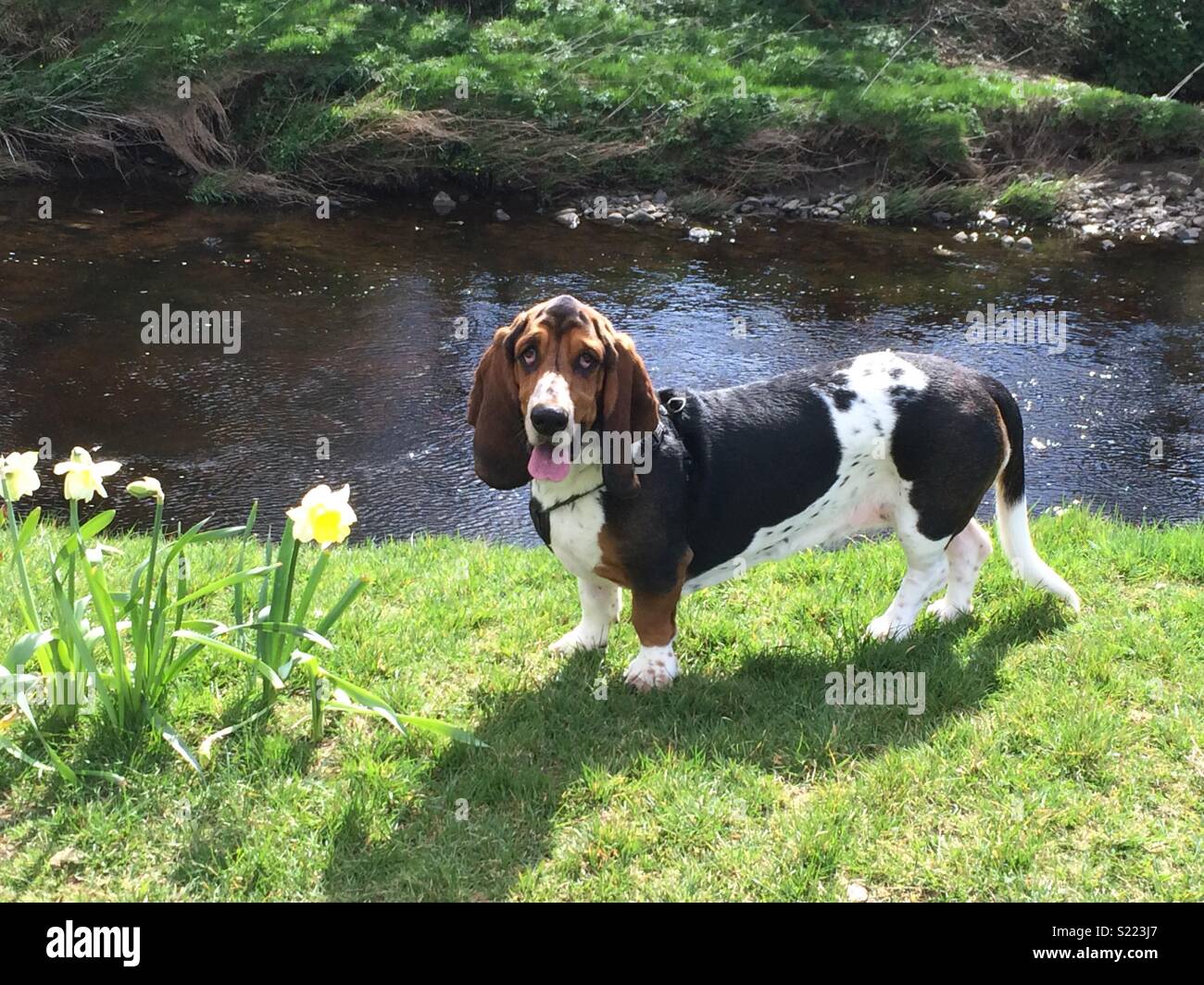 Daisy the basset hound enjoying a riverside spring walk in Londonderry ...