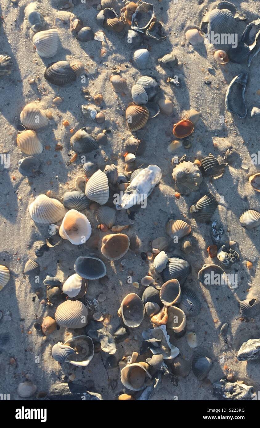 Seashells on the sea shore Stock Photo - Alamy