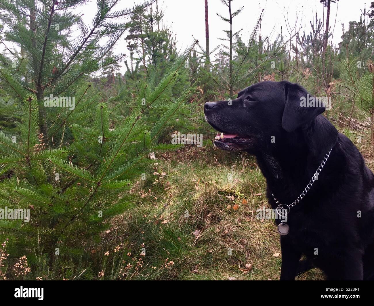 Black Labrador with a Christmas Tree Stock Photo - Alamy