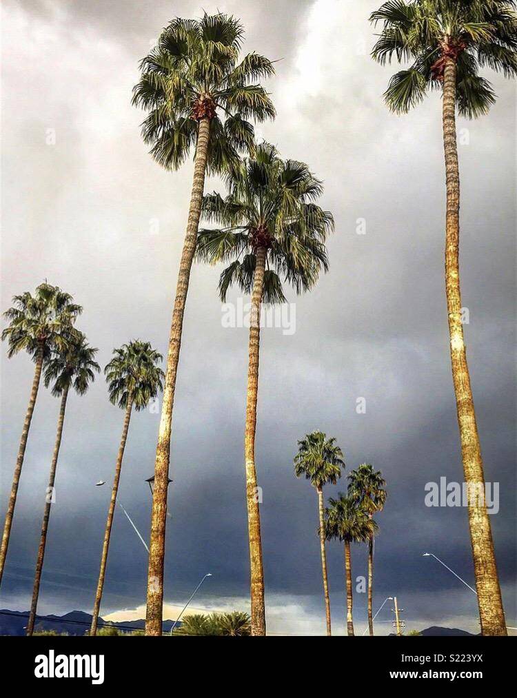 Monsoon bloom hi-res stock photography and images - Alamy