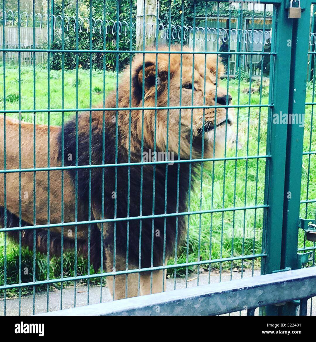 The toot hi-res stock photography and images - Alamy