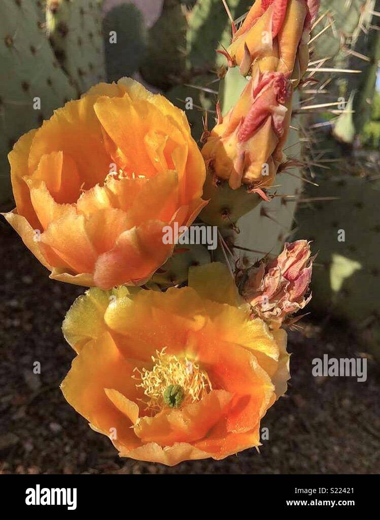 Most beautiful desert bloom hi-res stock photography and images - Alamy