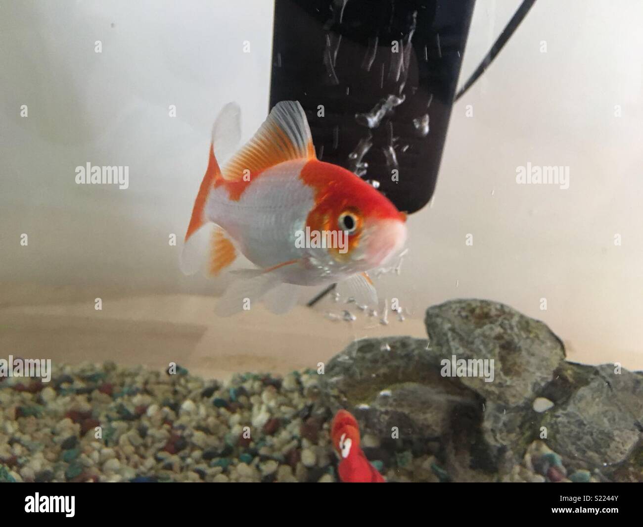 Cheeky fish hi-res stock photography and images - Alamy