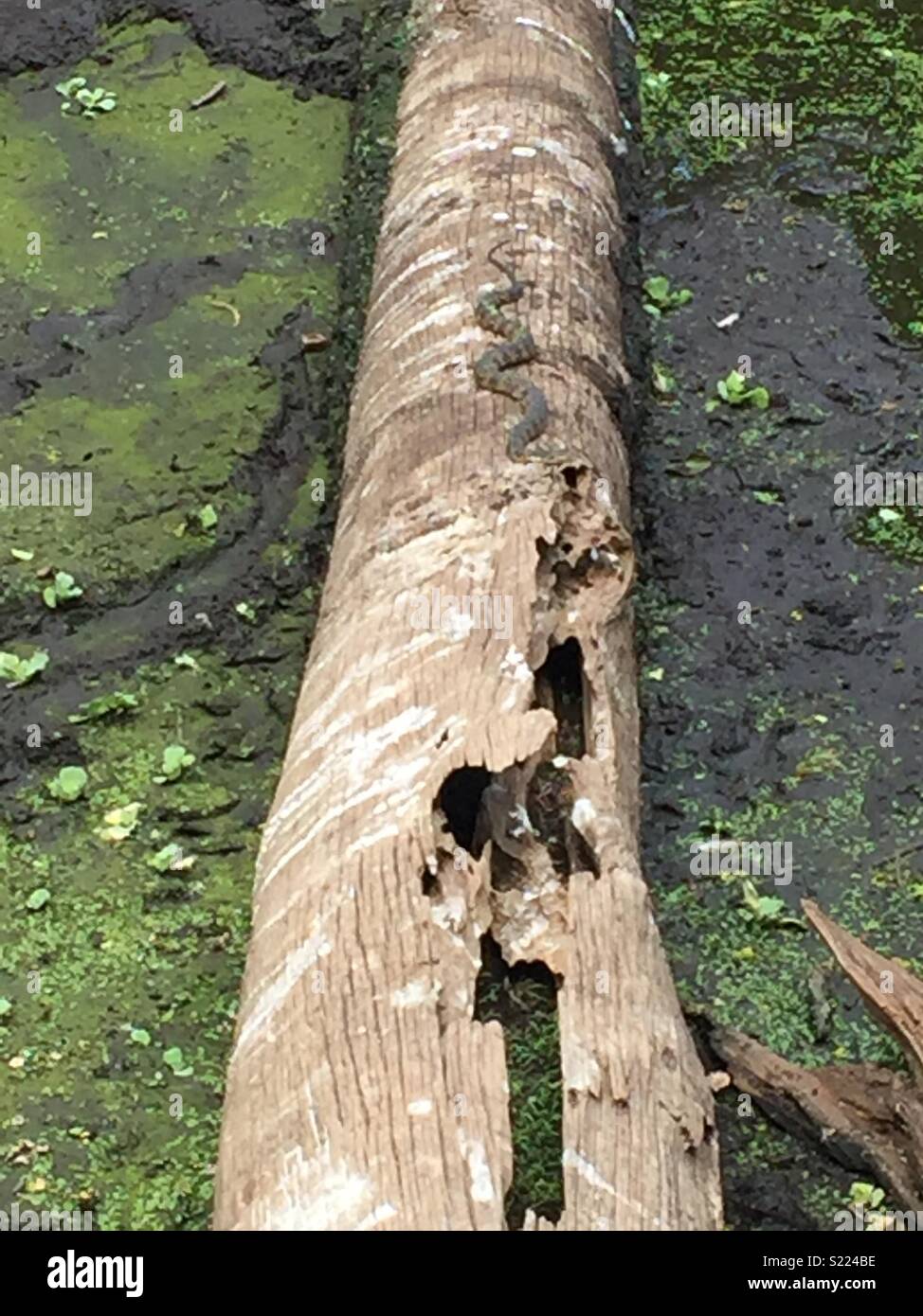 Snake log hi-res stock photography and images - Alamy