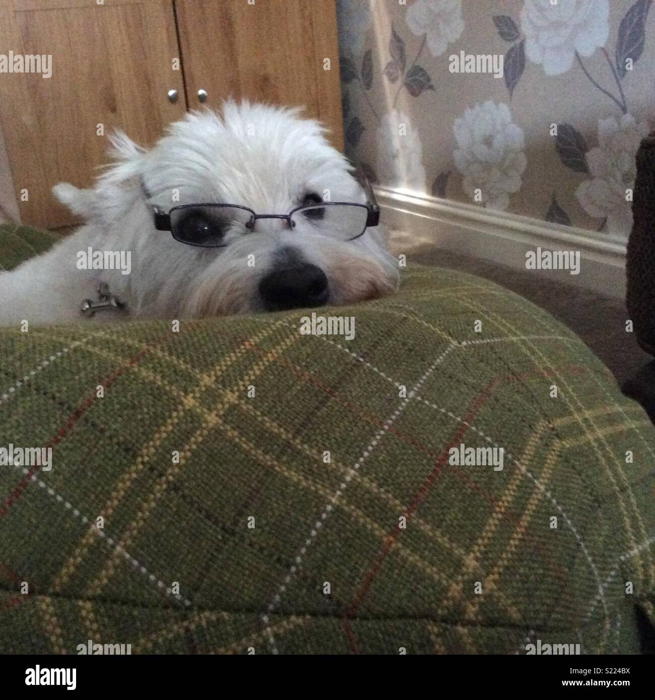 The thinking dog Stock Photo - Alamy