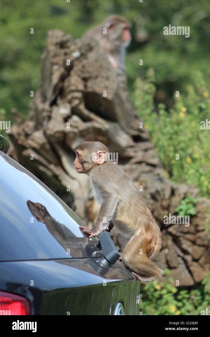 Hitching a ride Stock Photo - Alamy