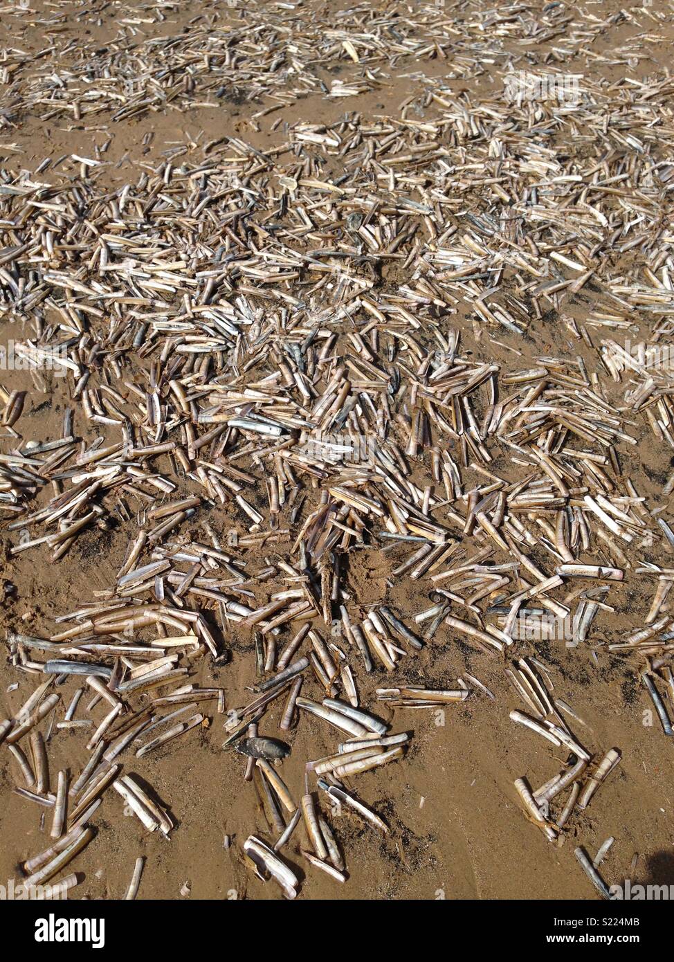 Razor Clams on Holkham Beach Stock Photo - Alamy