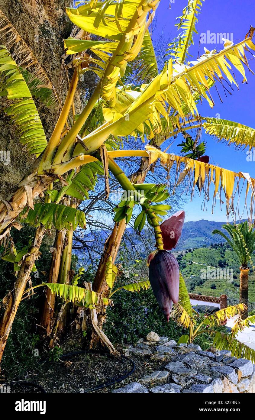 Going bananas hi-res stock photography and images - Alamy