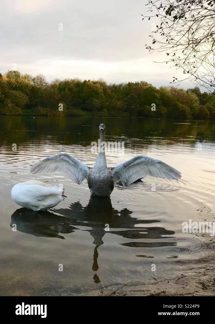Swan stretching in wildlife park Stock Photo - Alamy