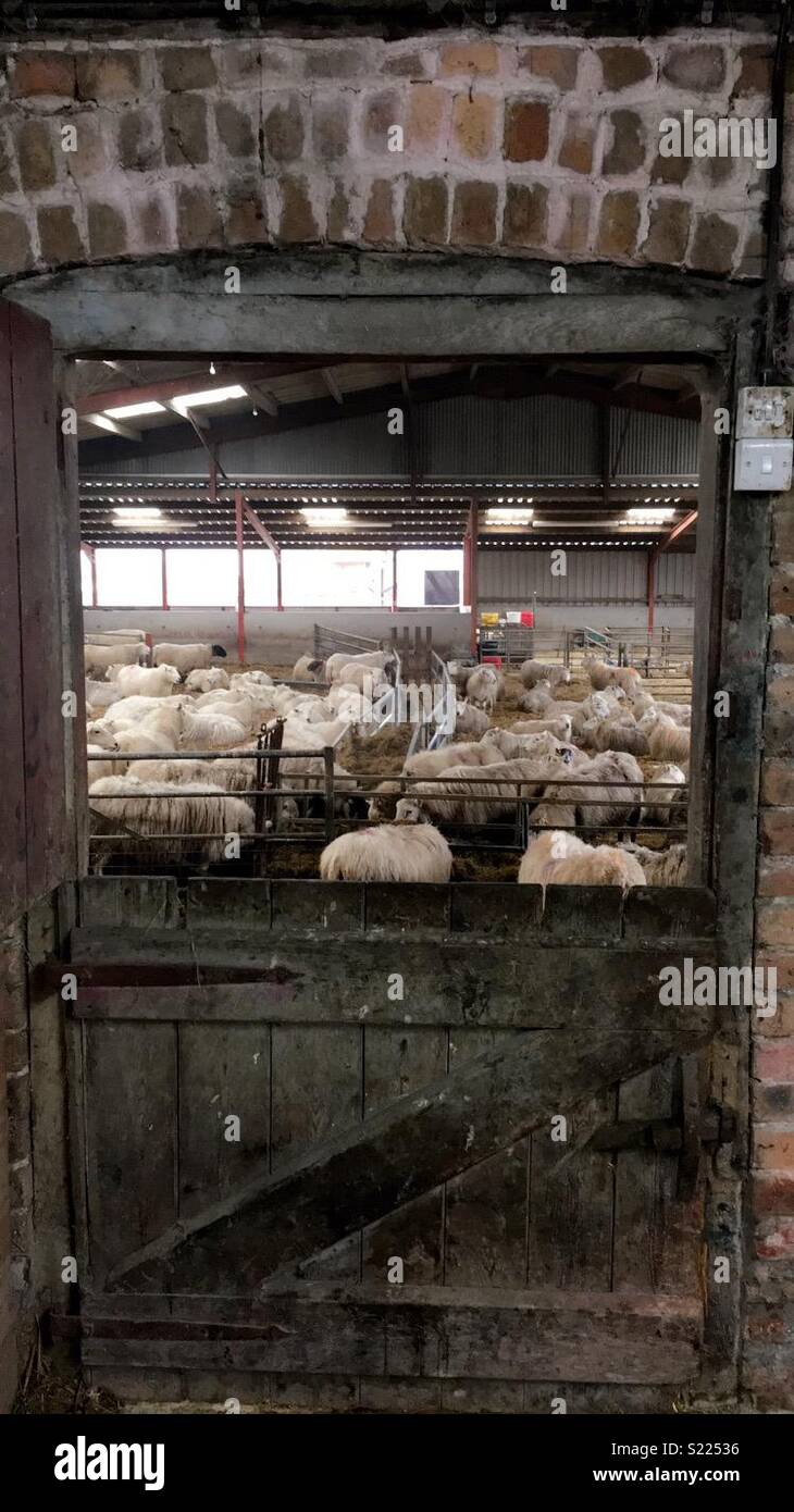 Feeding time for sheep expecting lambs Stock Photo - Alamy
