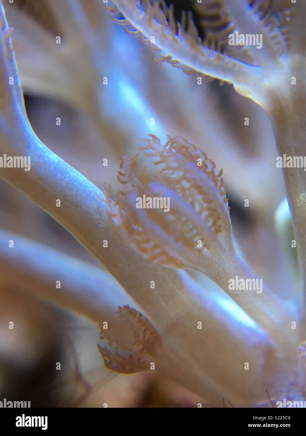 Close up pulsing xenia hi-res stock photography and images - Alamy