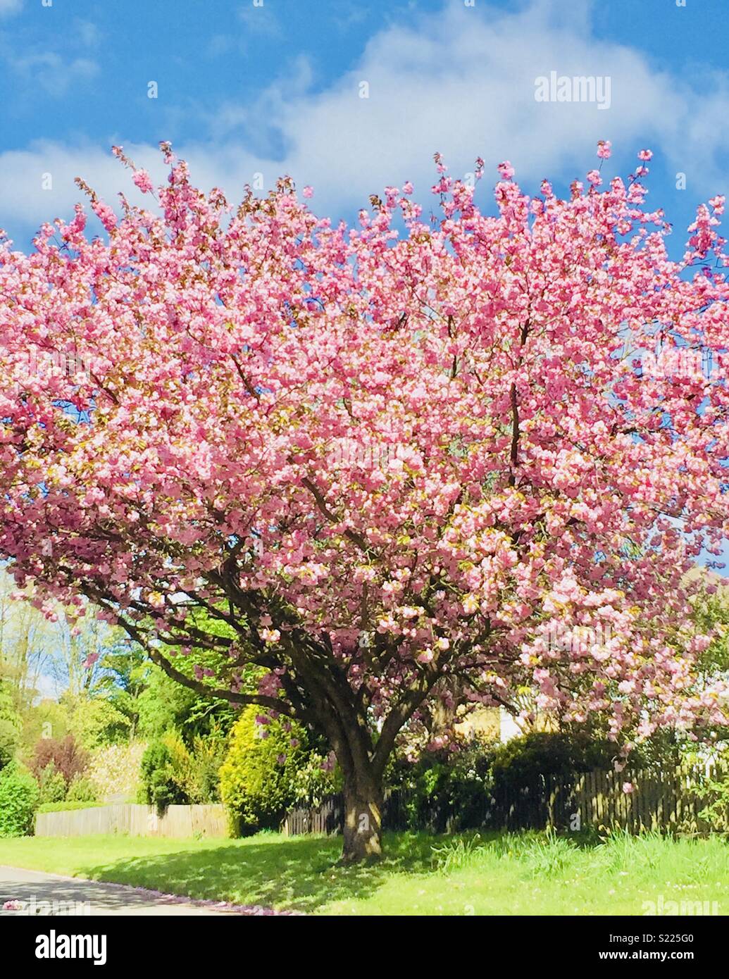 Beautiful blossom tree Stock Photo - Alamy