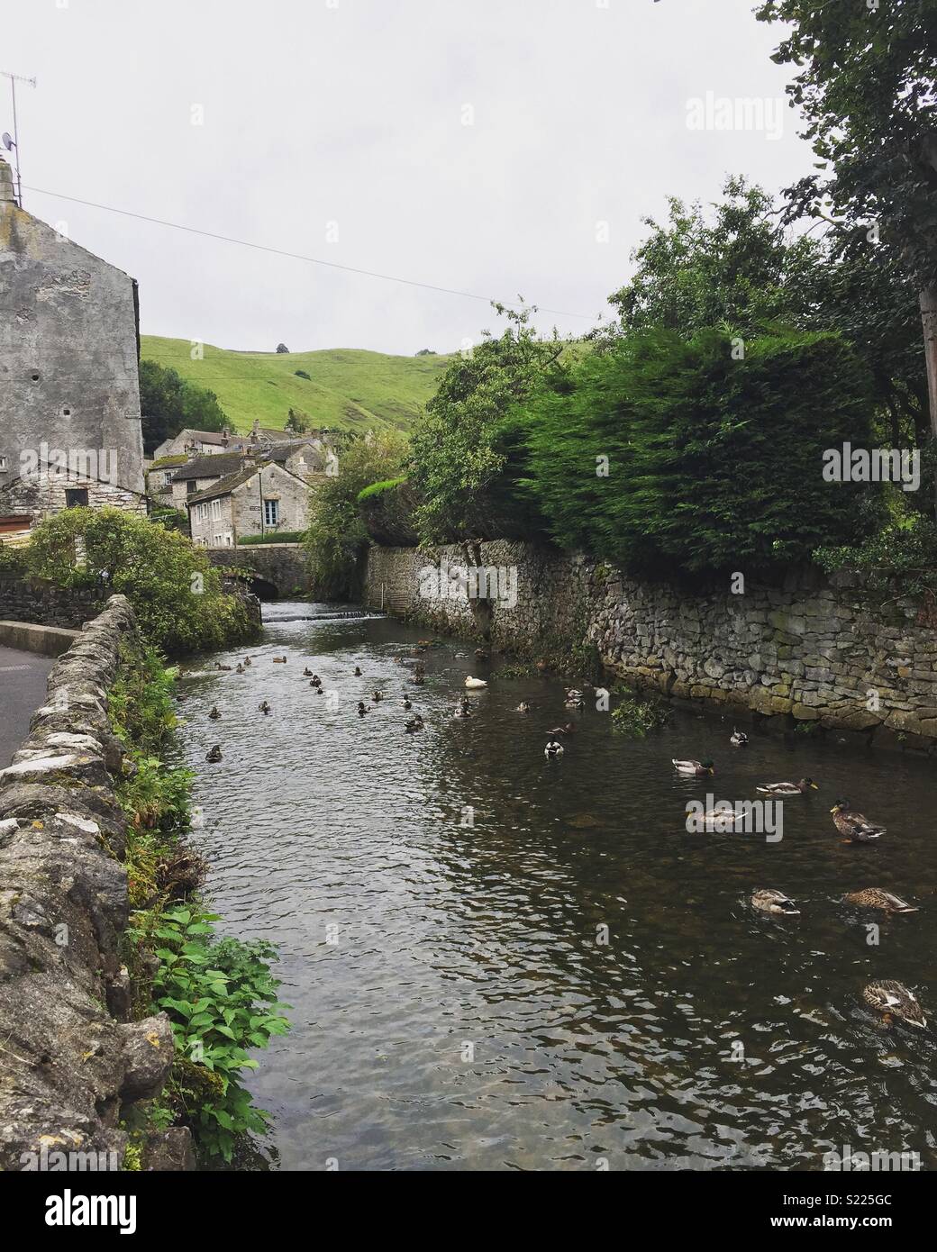 Ducks In The Peak District High Resolution Stock Photography and Images ...