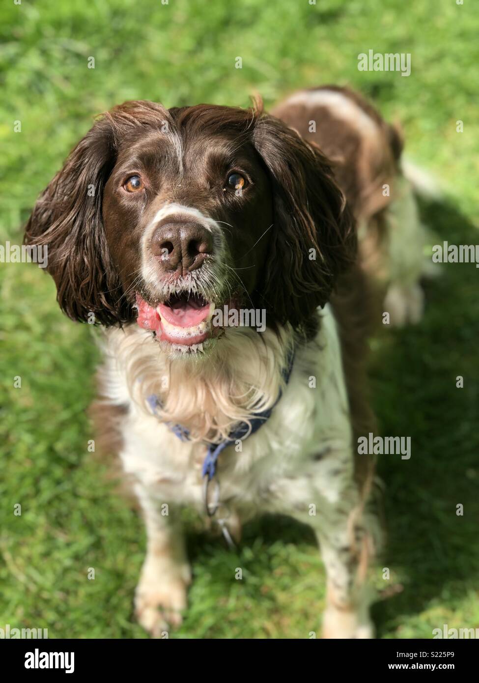 Alfie the springer spaniel Stock Photo - Alamy