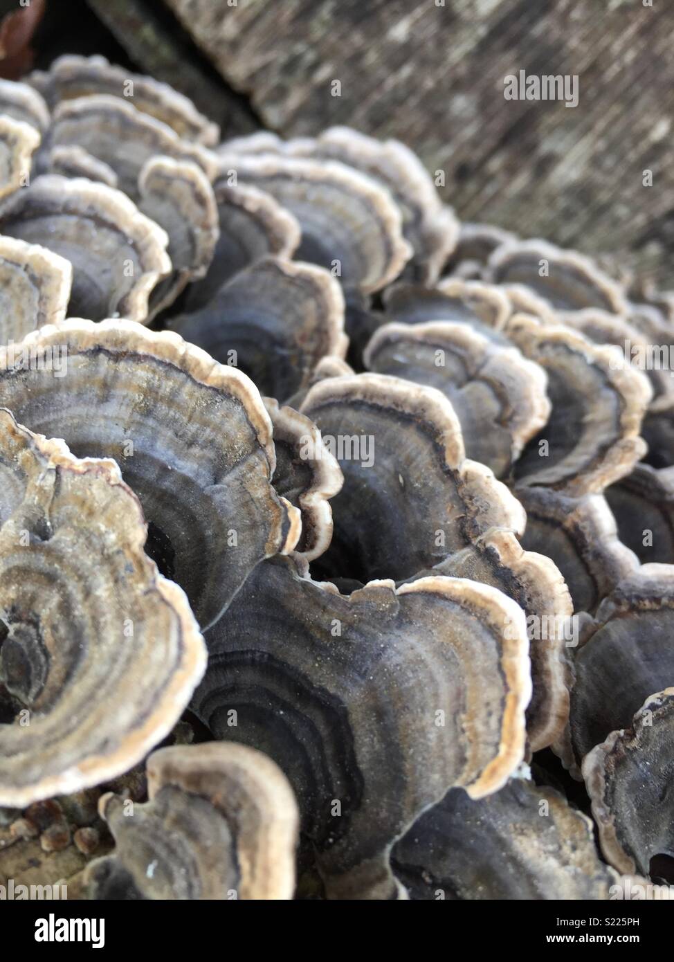 Fungus on a dead tree Stock Photo - Alamy