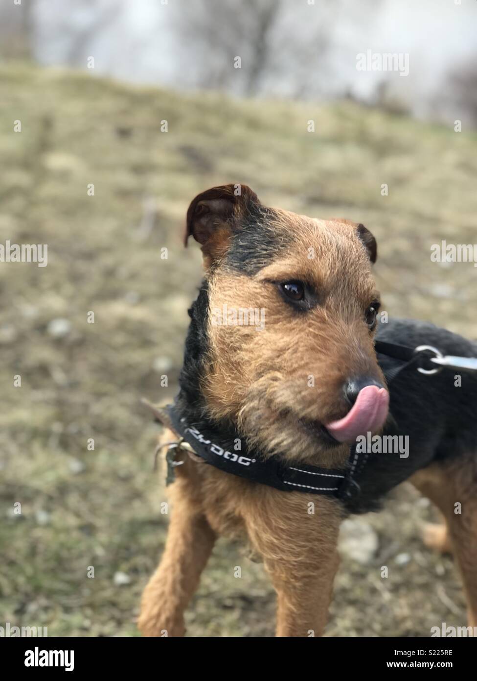 Reggie the dog hi-res stock photography and images - Alamy