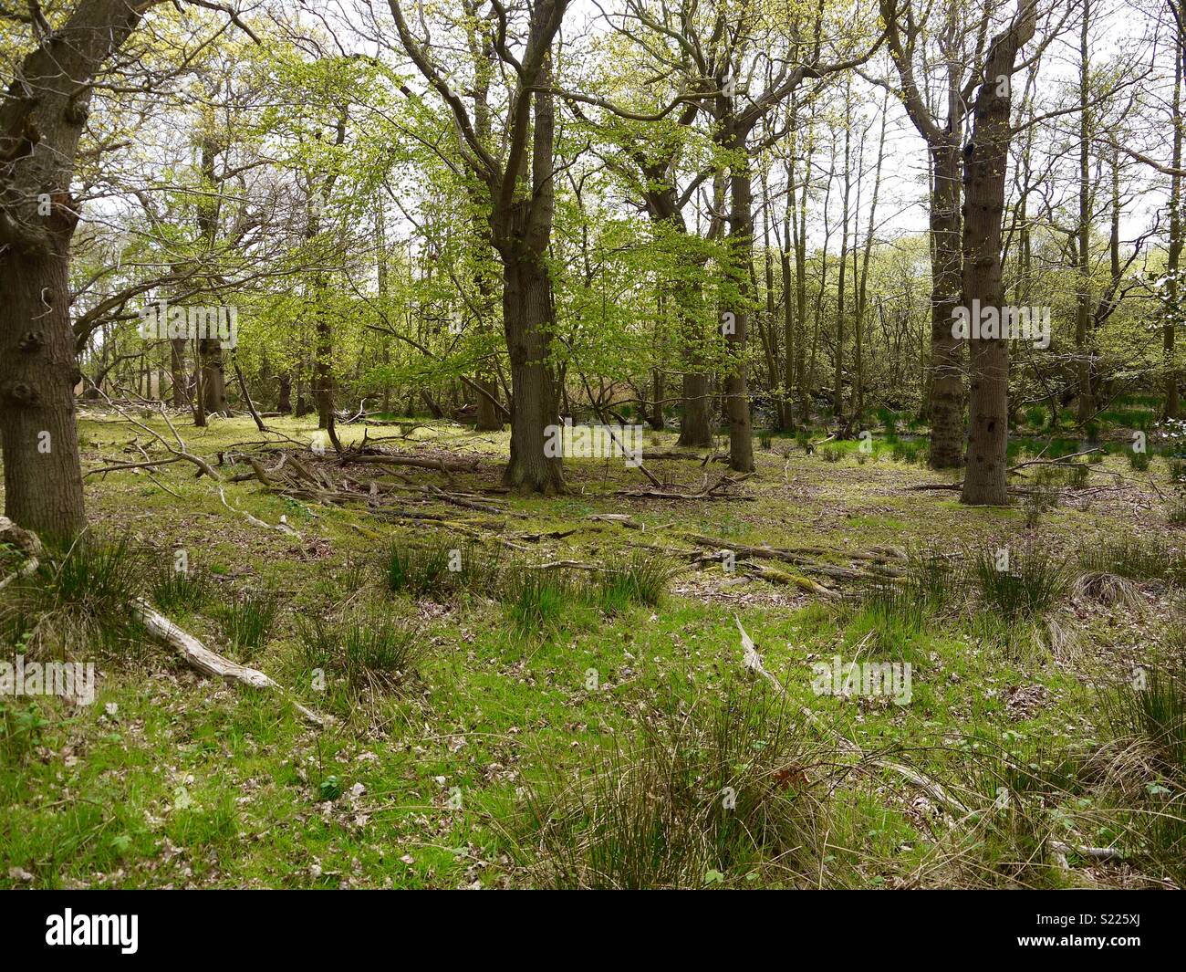 Woodland forest hi-res stock photography and images - Alamy