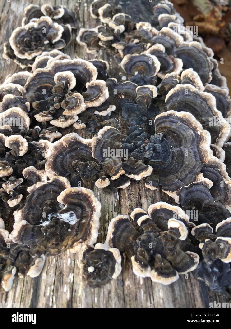 Growth on dead wood hi-res stock photography and images - Alamy