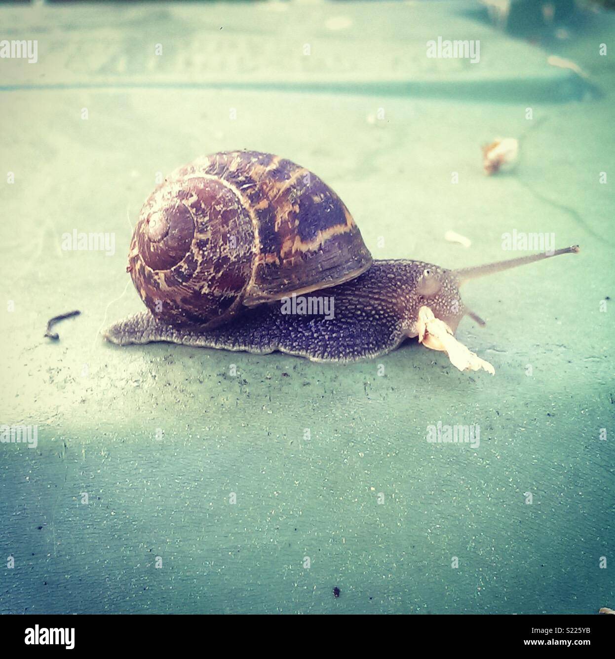 A hungry snail having a snack Stock Photo - Alamy