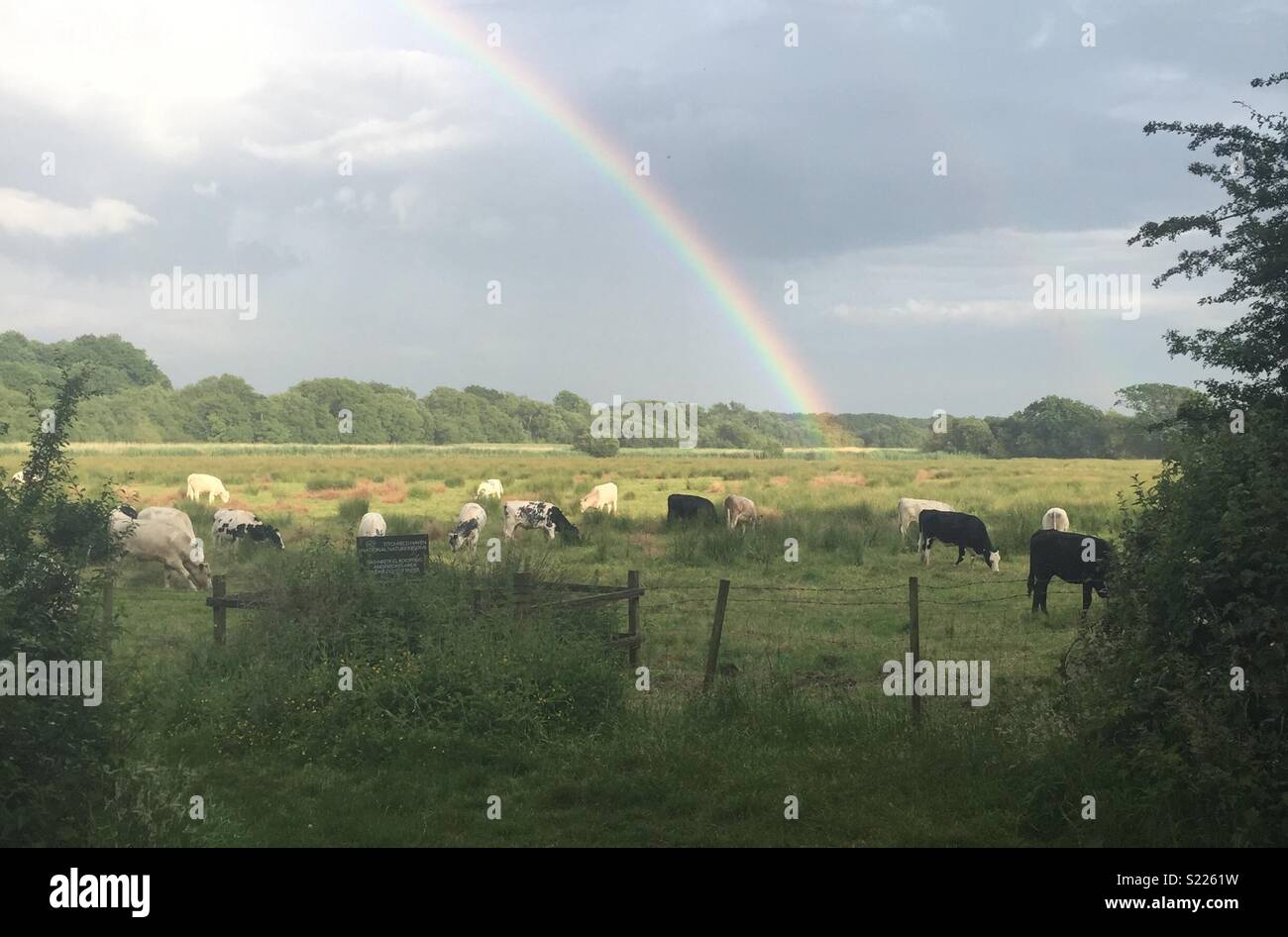 Rainbow over cows hi-res stock photography and images - Alamy