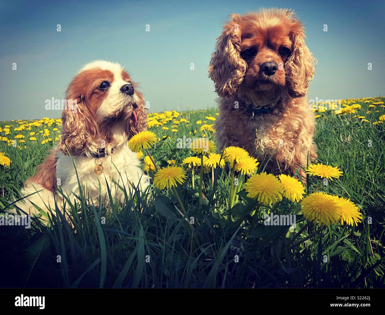 Cavalier king charles spaniels hi-res stock photography and images - Alamy