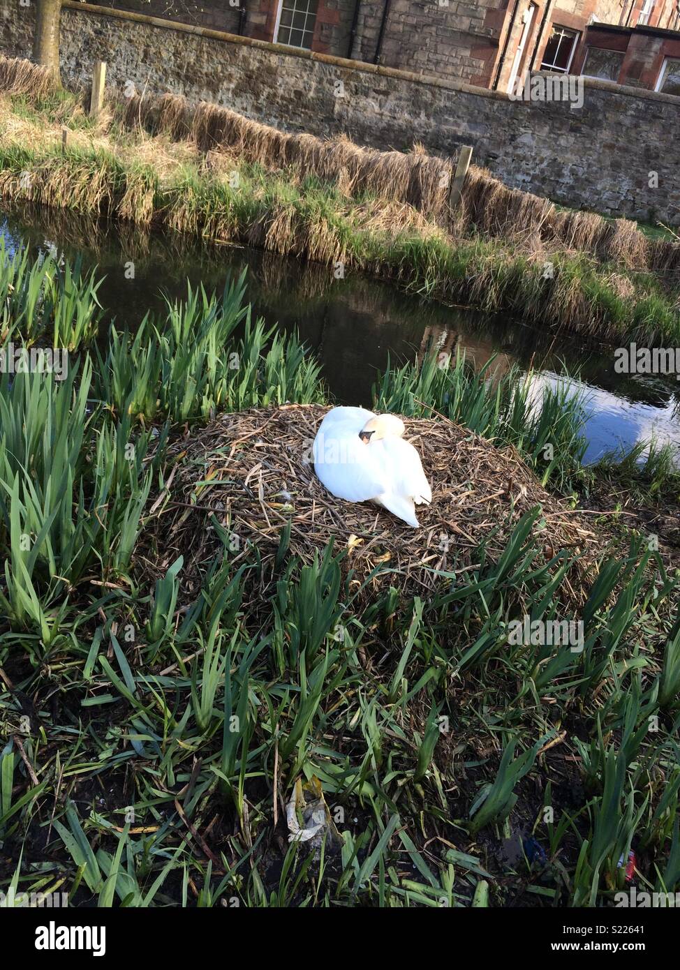 Nesting swan hi-res stock photography and images - Alamy
