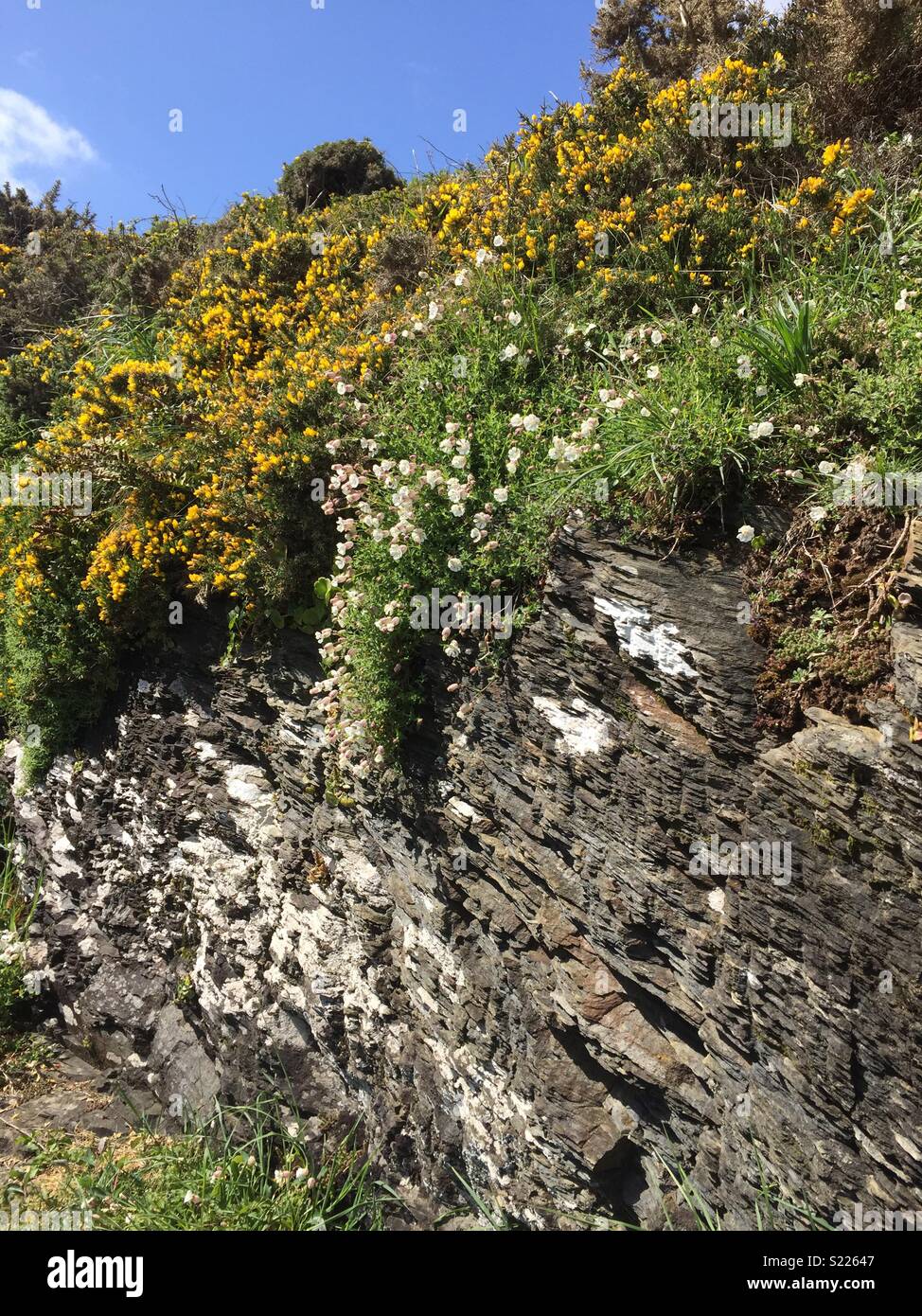 Lundie hi-res stock photography and images - Alamy