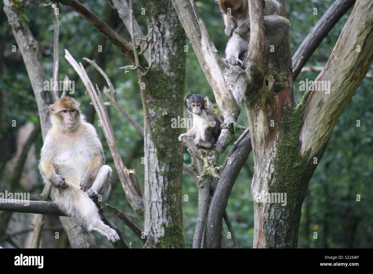 Monkeying around hi-res stock photography and images - Alamy