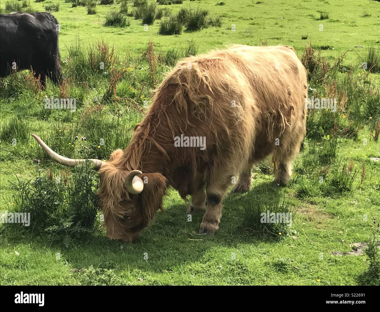 Highland Cattle grazing in Scotland Stock Photo - Alamy