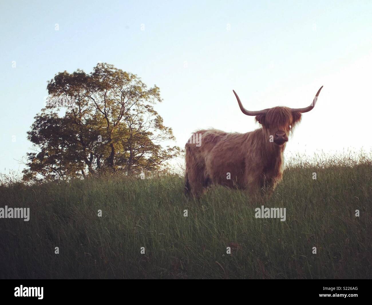 A lonely hill top cow Stock Photo - Alamy