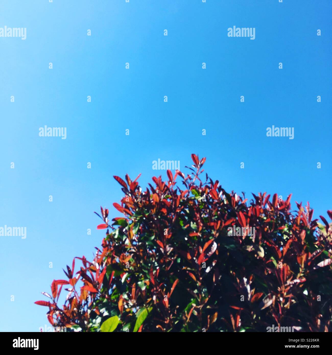 Blue sky above a tree Stock Photo - Alamy