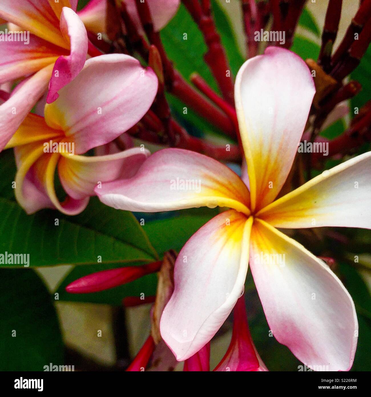 Frangipani close up hi-res stock photography and images - Alamy