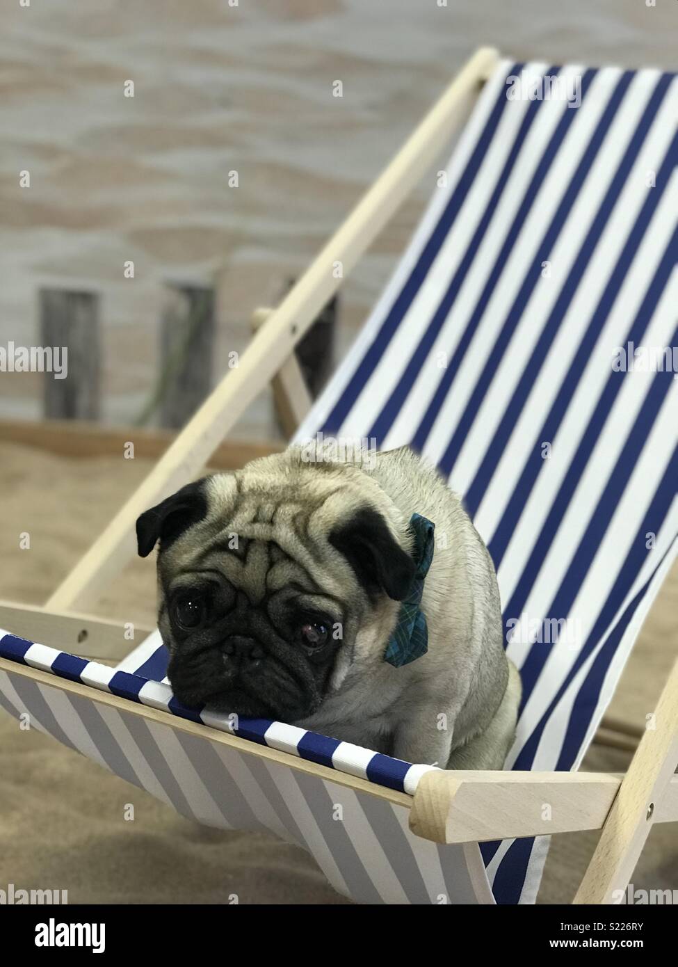 Pug on the beach Stock Photo - Alamy