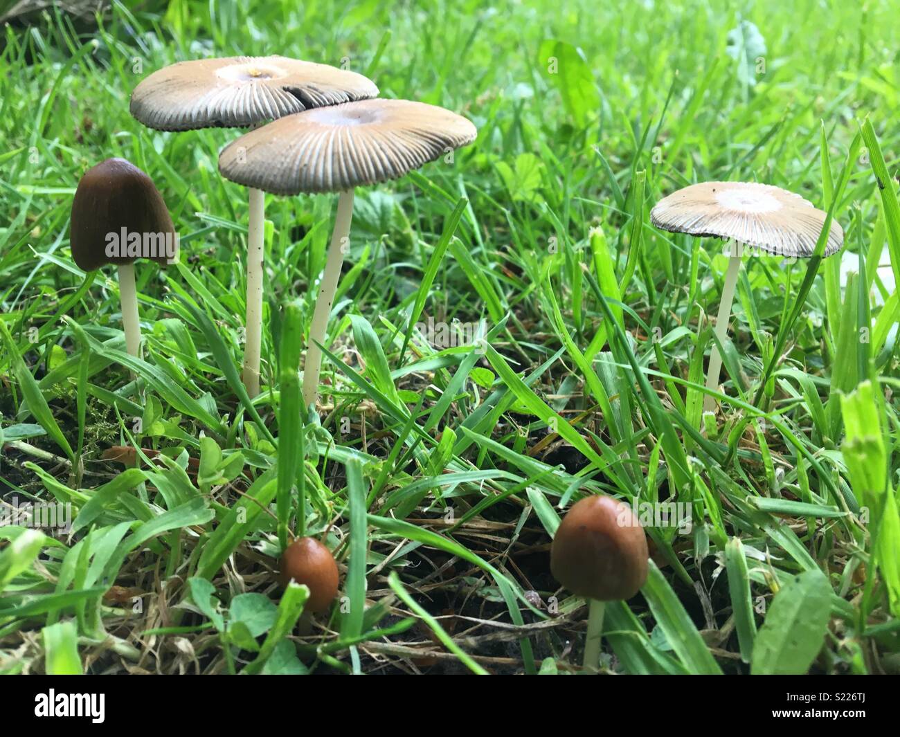 Toadstools In Garden High Resolution Stock Photography and Images - Alamy