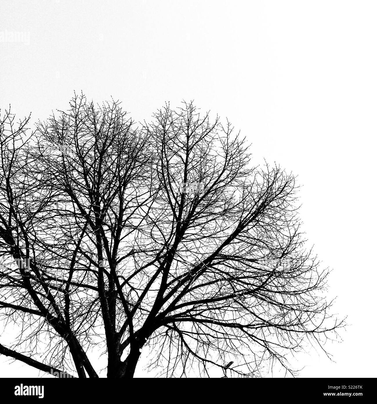 Branches of trees in Barcelona’s province, Catalonia Stock Photo - Alamy