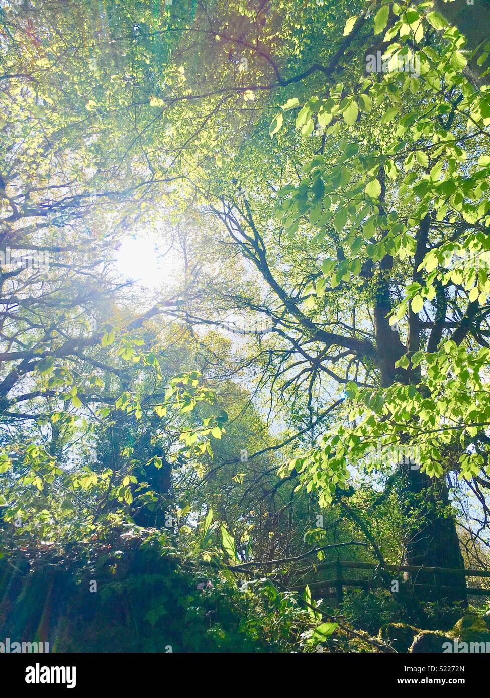 Morning sun in woods hi-res stock photography and images - Alamy