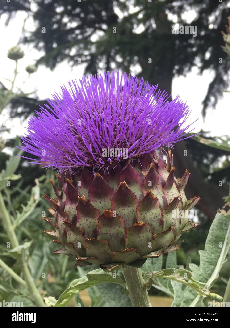 Large Thistle High Resolution Stock Photography and Images - Alamy