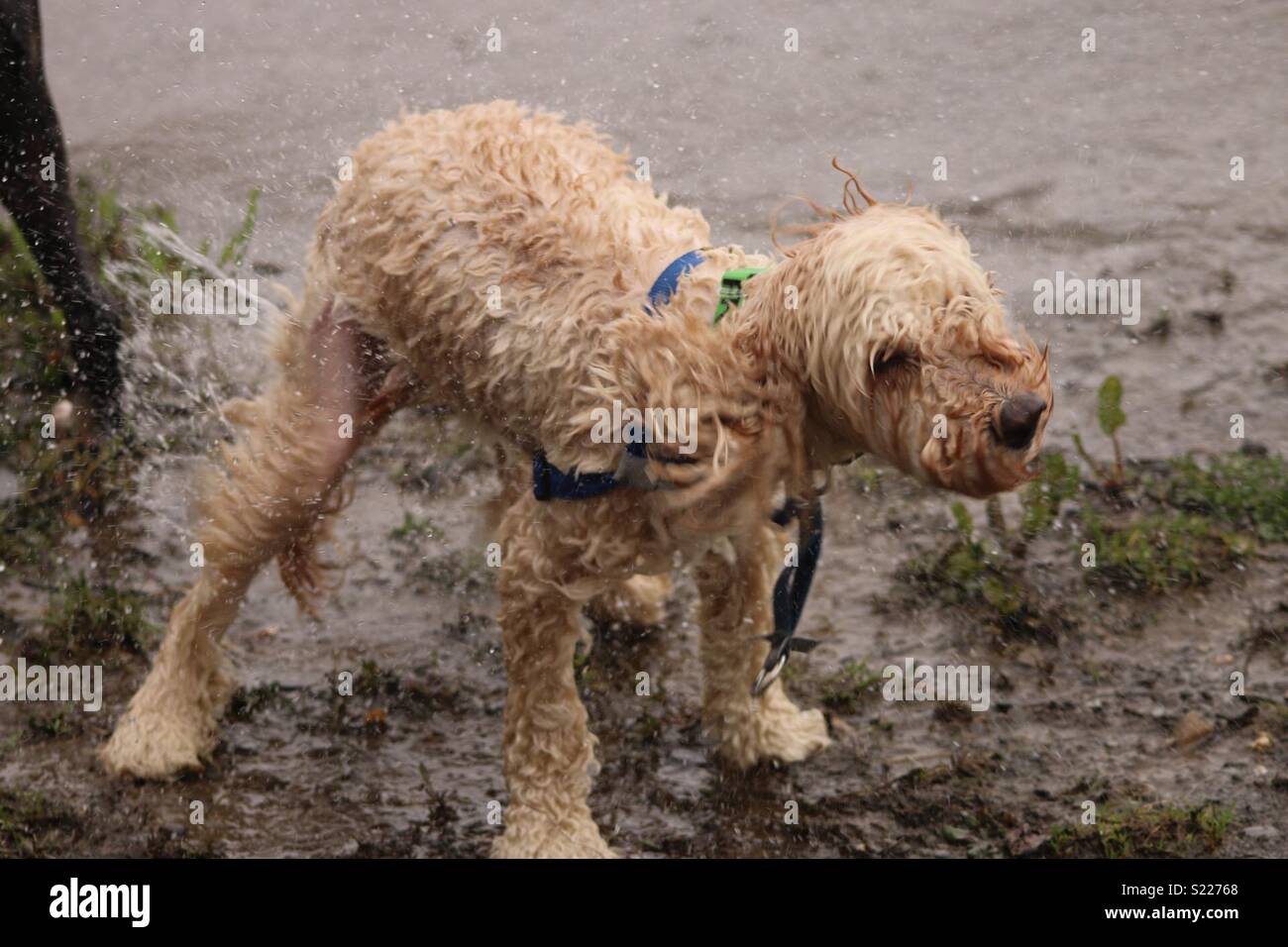 Wet cockapoo hi-res stock photography and images - Alamy