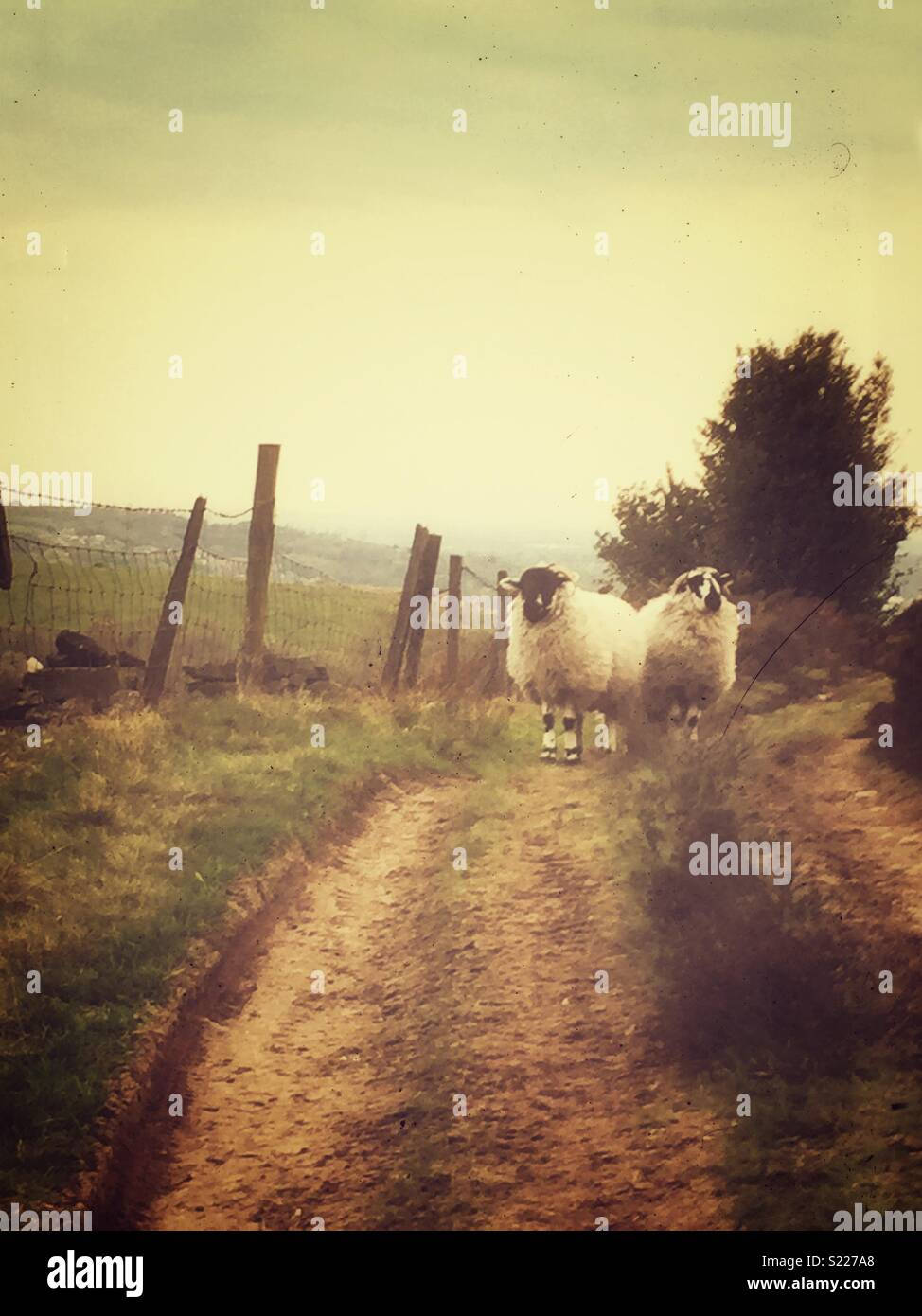 Sheep blocking the track Stock Photo - Alamy