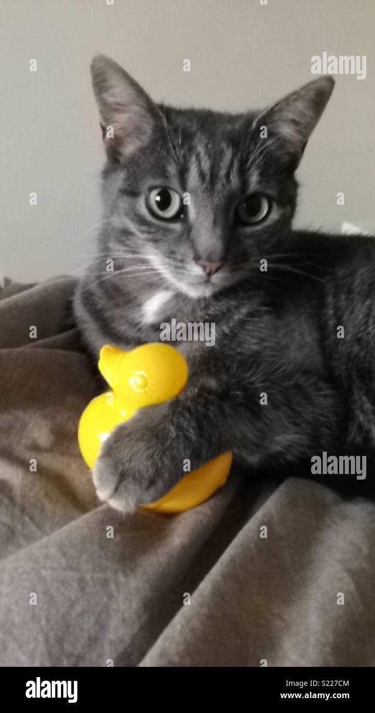 Cat cuddling rubber duck Stock Photo - Alamy