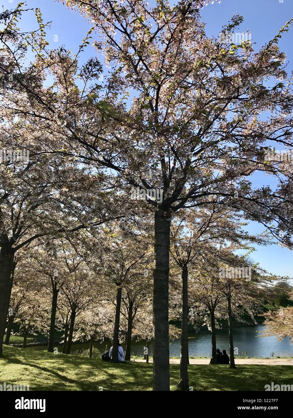 Pretty trees hi-res stock photography and images - Alamy
