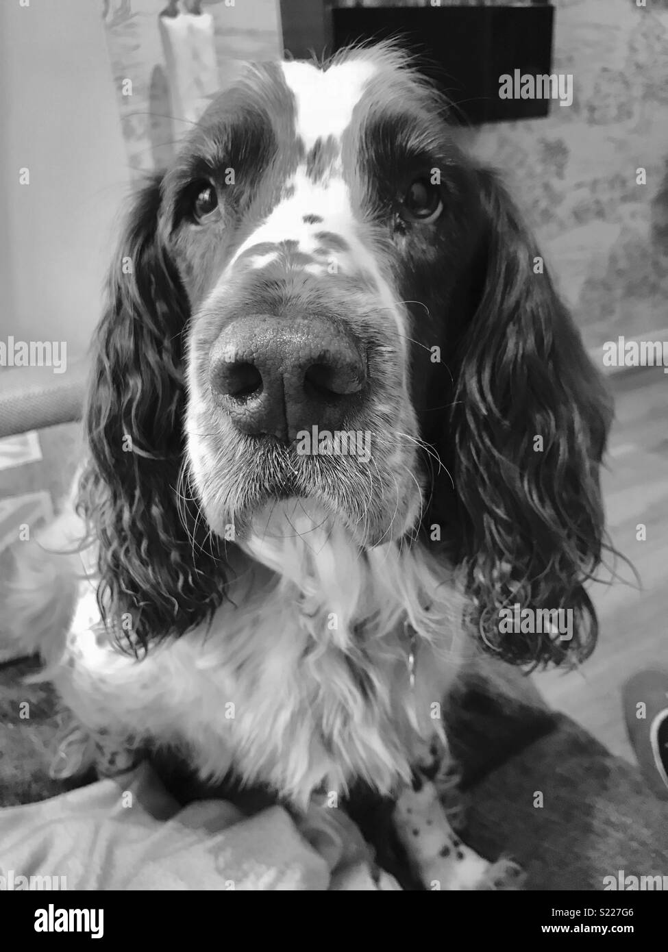 Old man Springer Stock Photo - Alamy