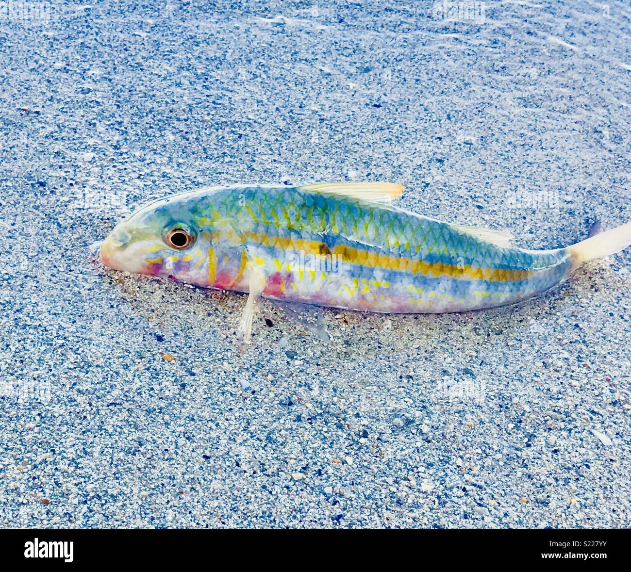 Stranded Fish High Resolution Stock Photography and Images - Alamy