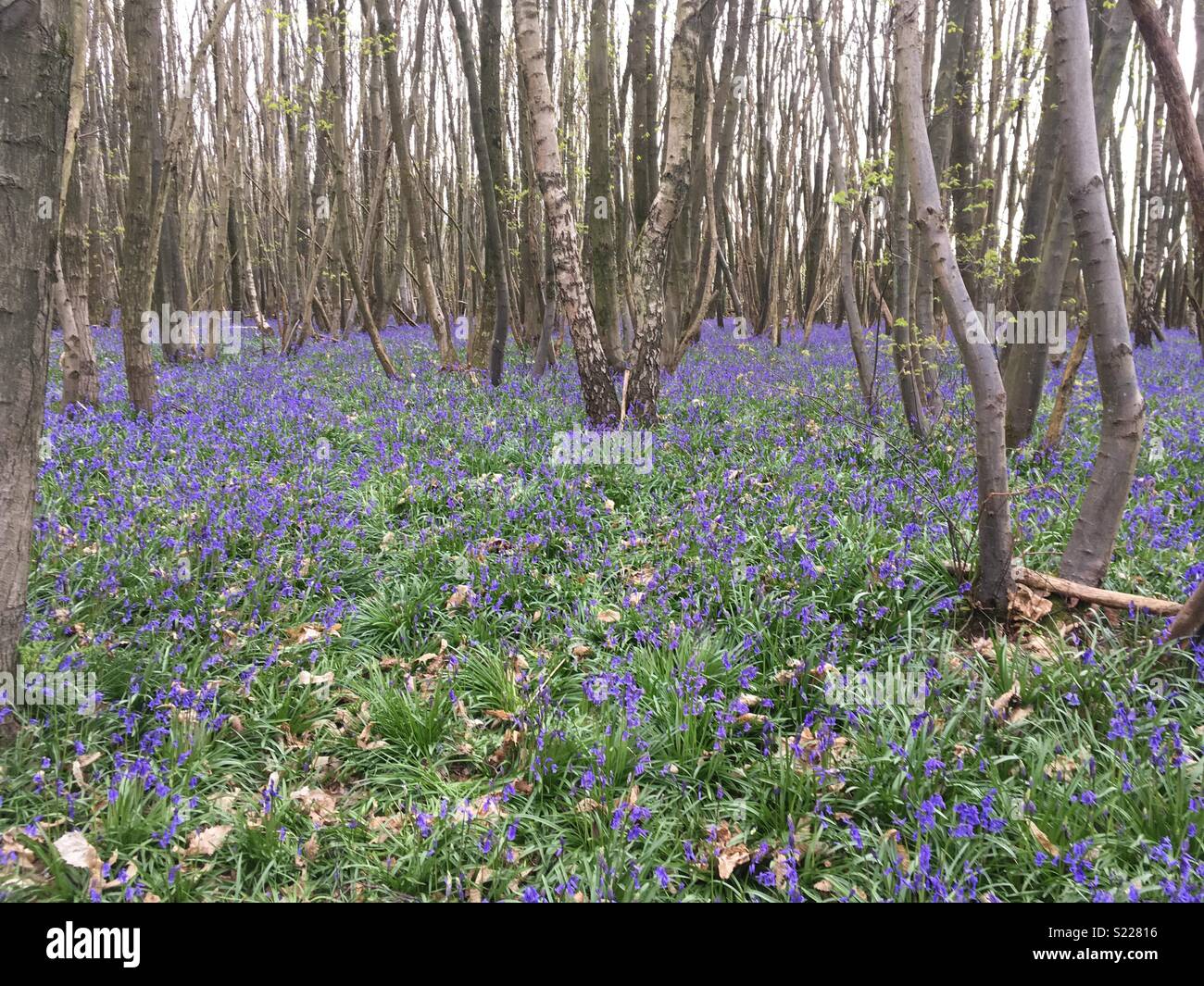 Bluebell woods kent hi-res stock photography and images - Alamy