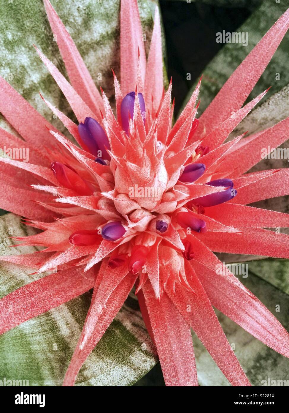 Aechmea Fasciata High Resolution Stock Photography and Images - Alamy