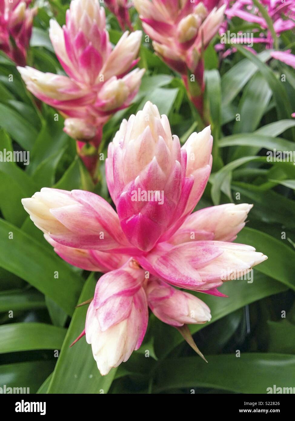 Vriesea flower hi-res stock photography and images - Alamy