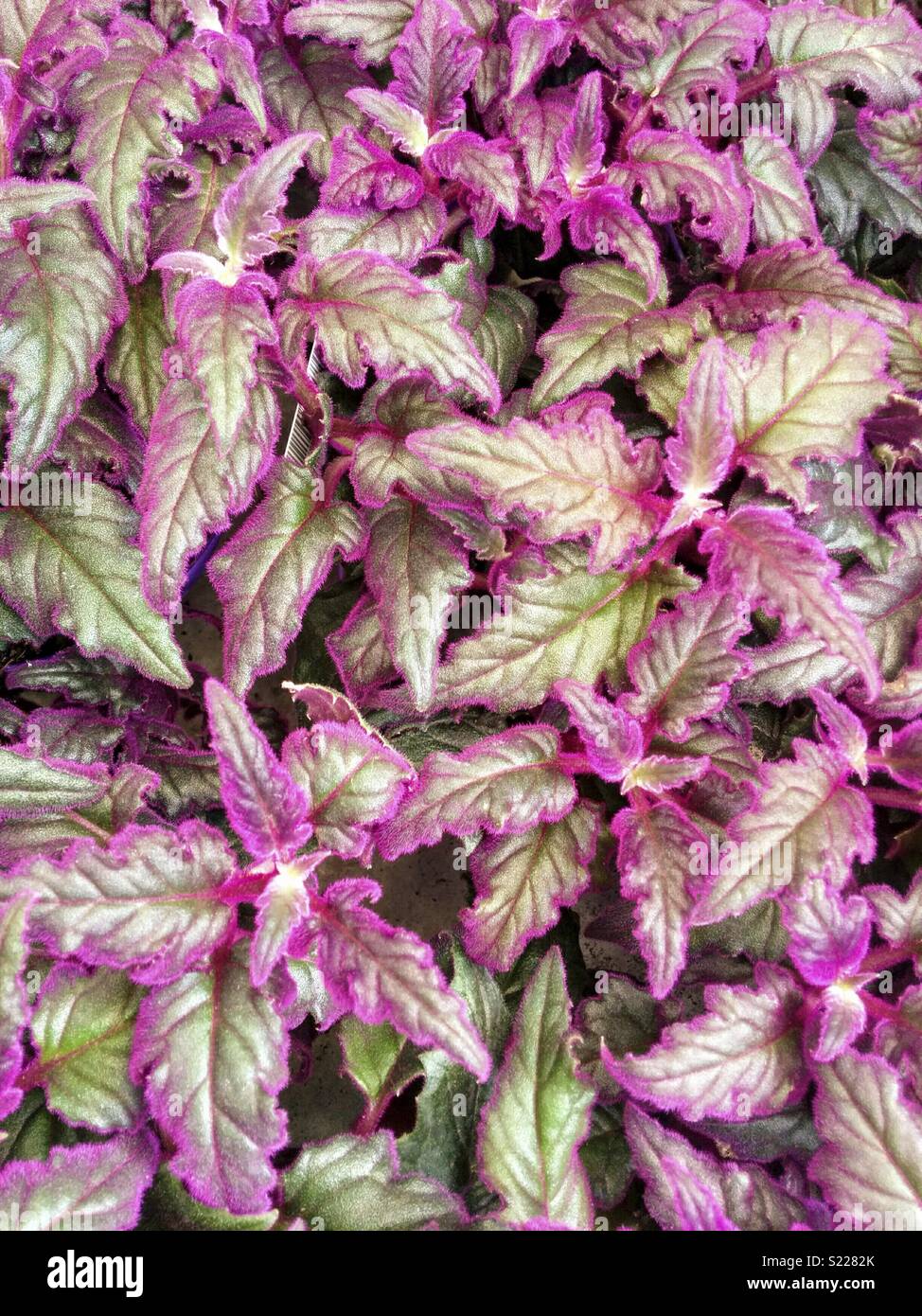 Gynura hi-res stock photography and images - Alamy