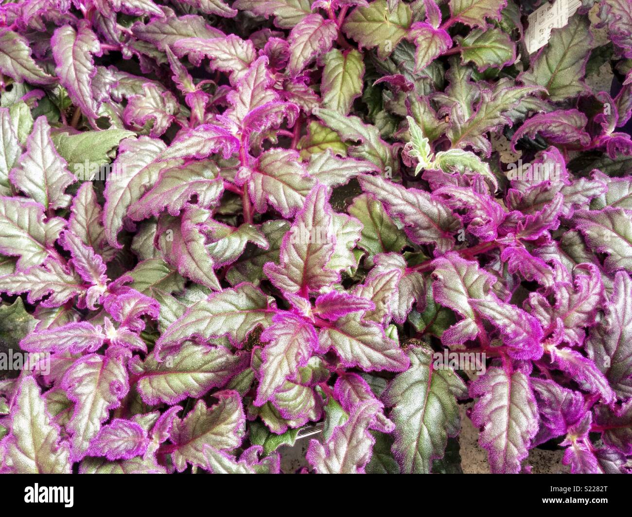 Gynura hi-res stock photography and images - Alamy