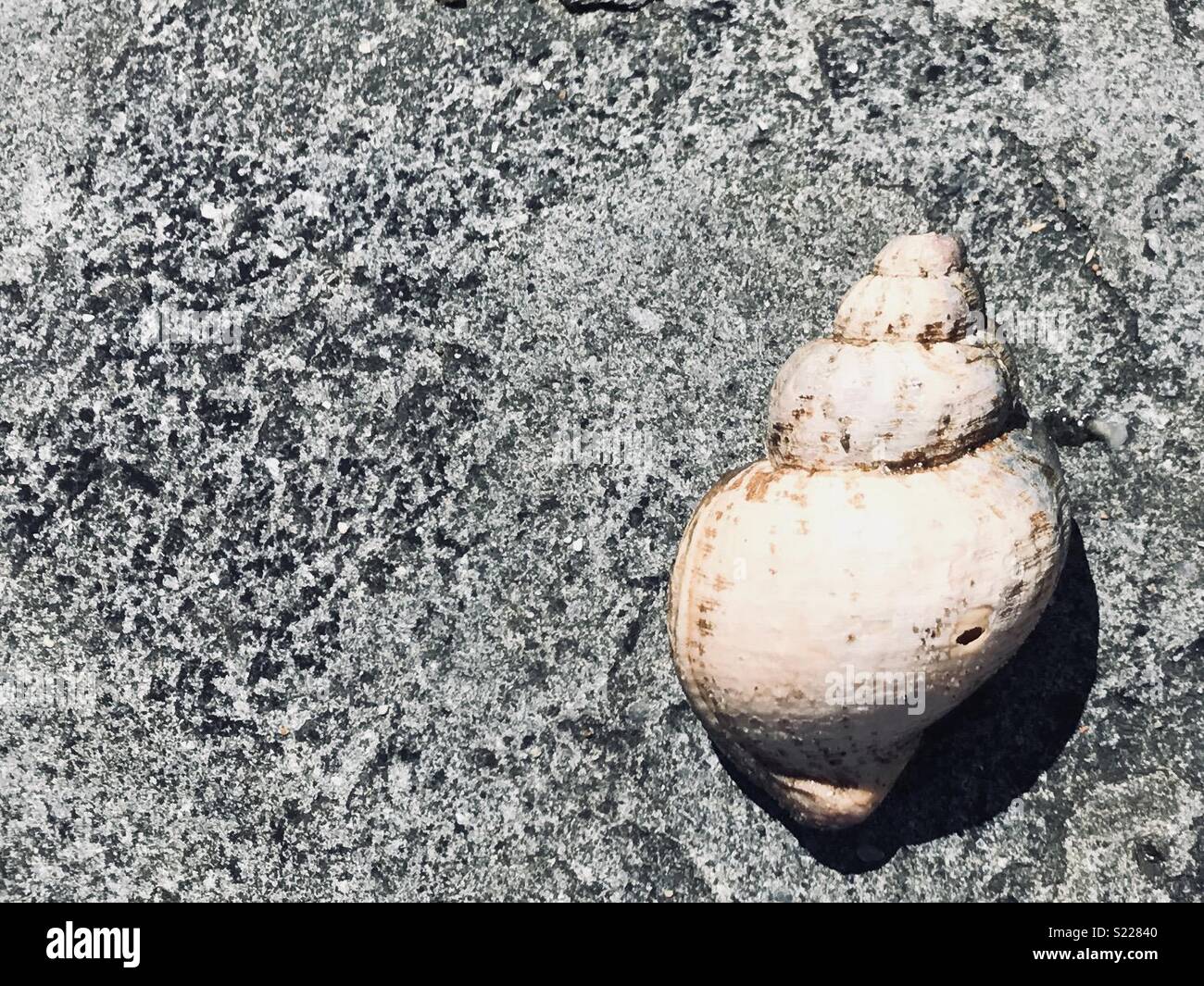 Shell on rock, beach Barmouth Stock Photo - Alamy